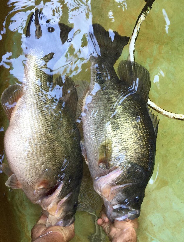 Diversity, Genetics Key To Trophy Bass – Mid-South Hunting & Fishing News