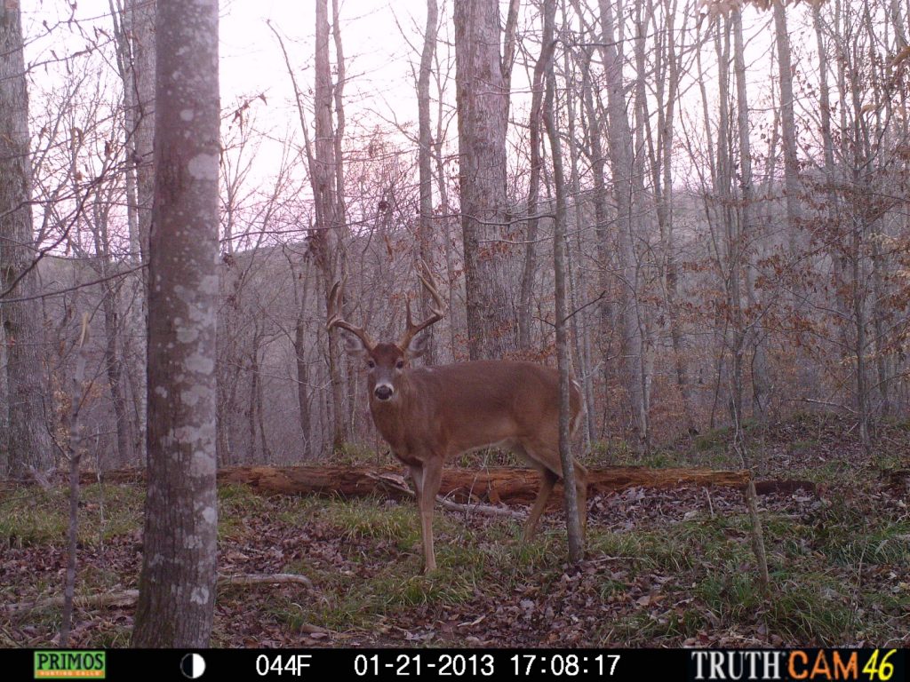 Effort Pays Off When Deer Hunting Public Lands – Mid-South Hunting ...
