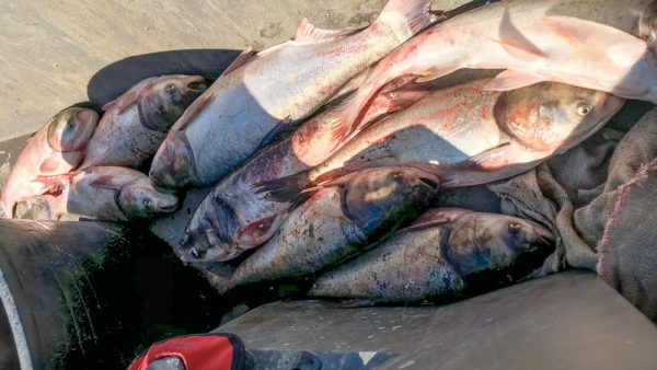 Invasive carp removal teams begin work on White River – Mid-South ...